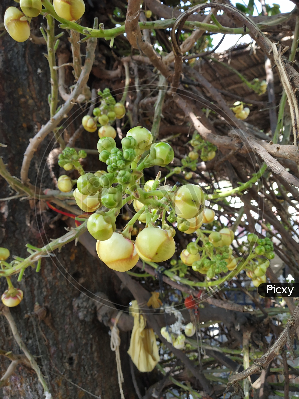 Image of Shiva Naga Linga Flowers / Shiva Linga Flowers / Canon Ball ...