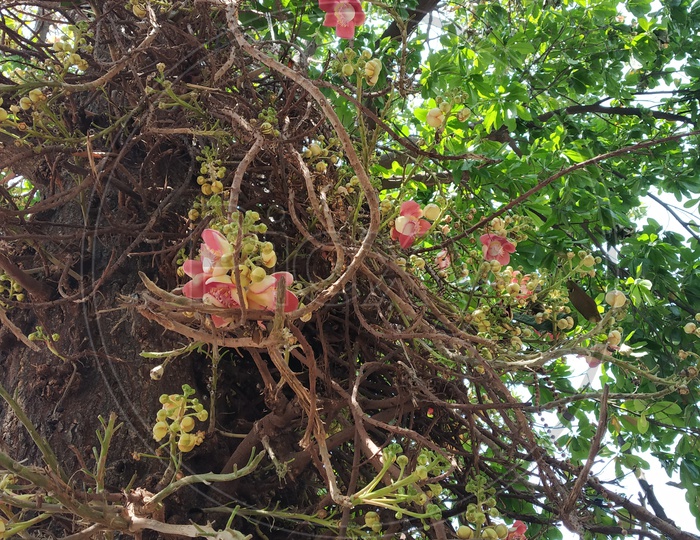 Image of Shiva Naga Linga Flowers / Shiva Linga Flowers / Canon Ball ...
