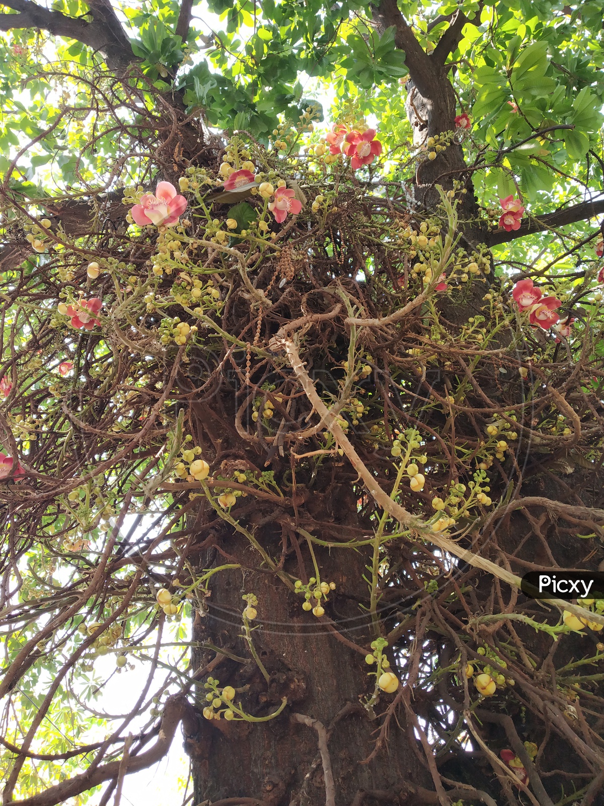Image of Shiva Naga Linga Flowers / Shiva Linga Flowers / Canon Ball ...