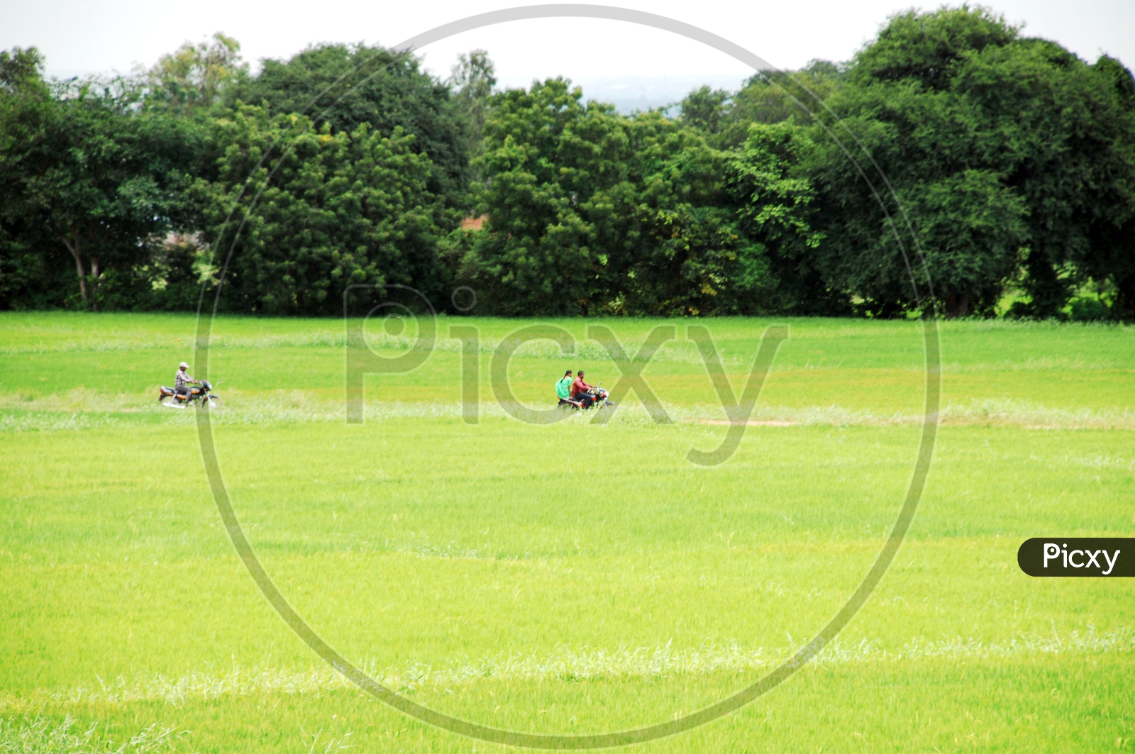 Image of Rural Village People Commuting on Roads Between Paddy Fields ...