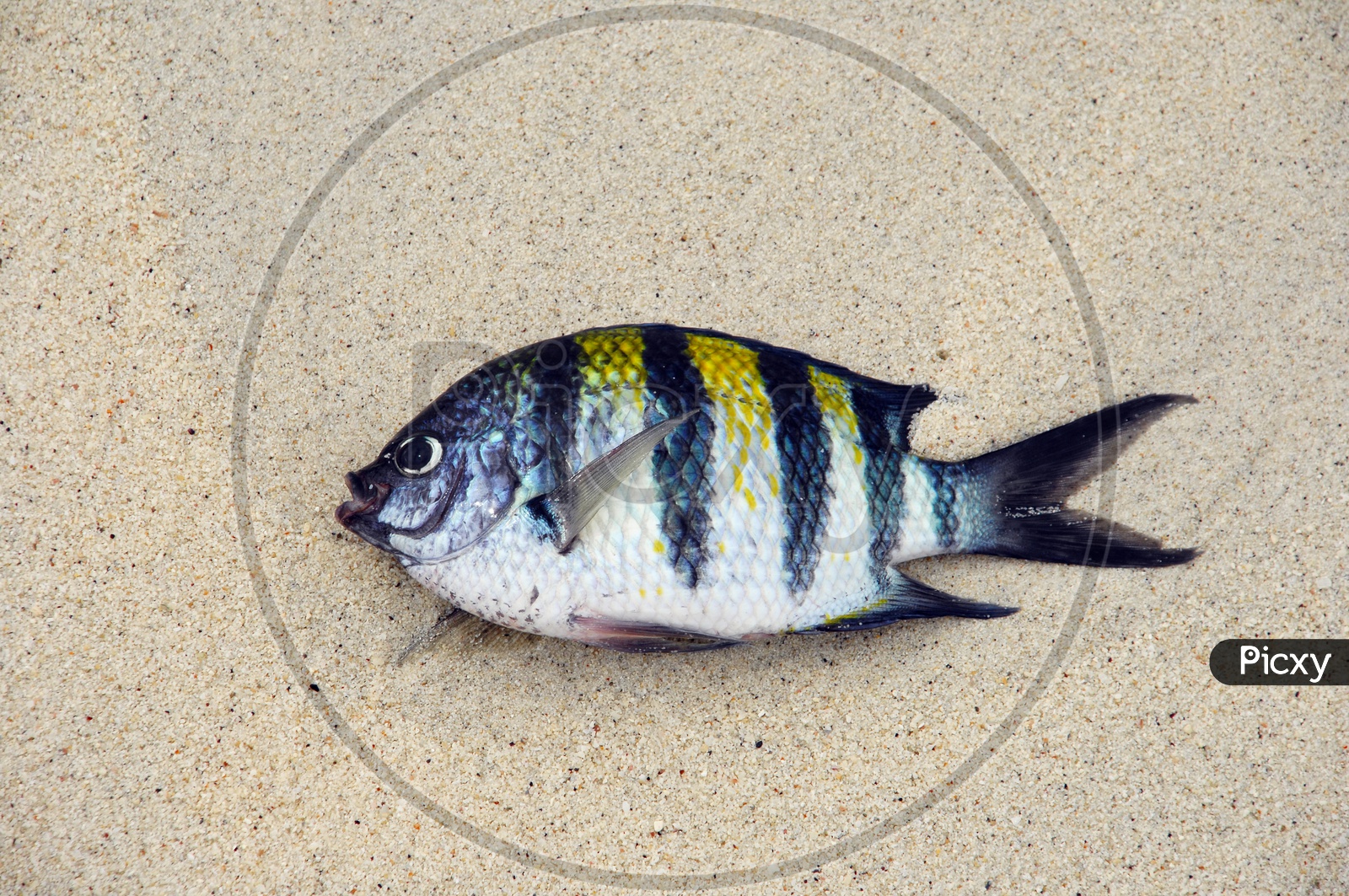 Image of Fish On Beach Sand-ZV251020-Picxy