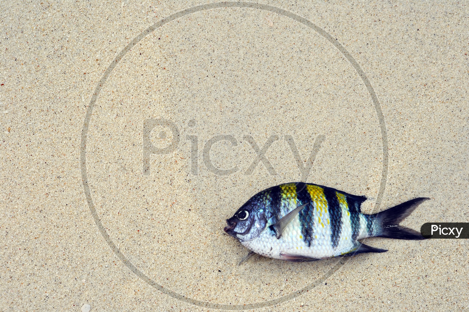 Image of A Fish On Beach Sand-SG562238-Picxy
