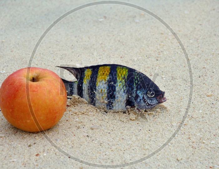 Image of An Apple And Fish On a Beach Sand-BR404578-Picxy