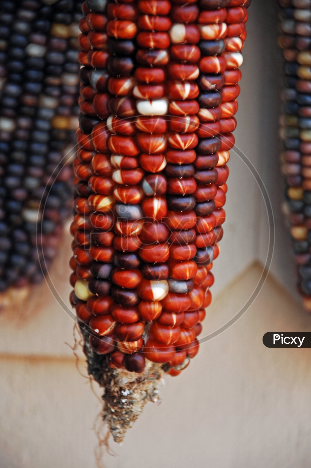 Image of Flint corn with different colours-NT365357-Picxy