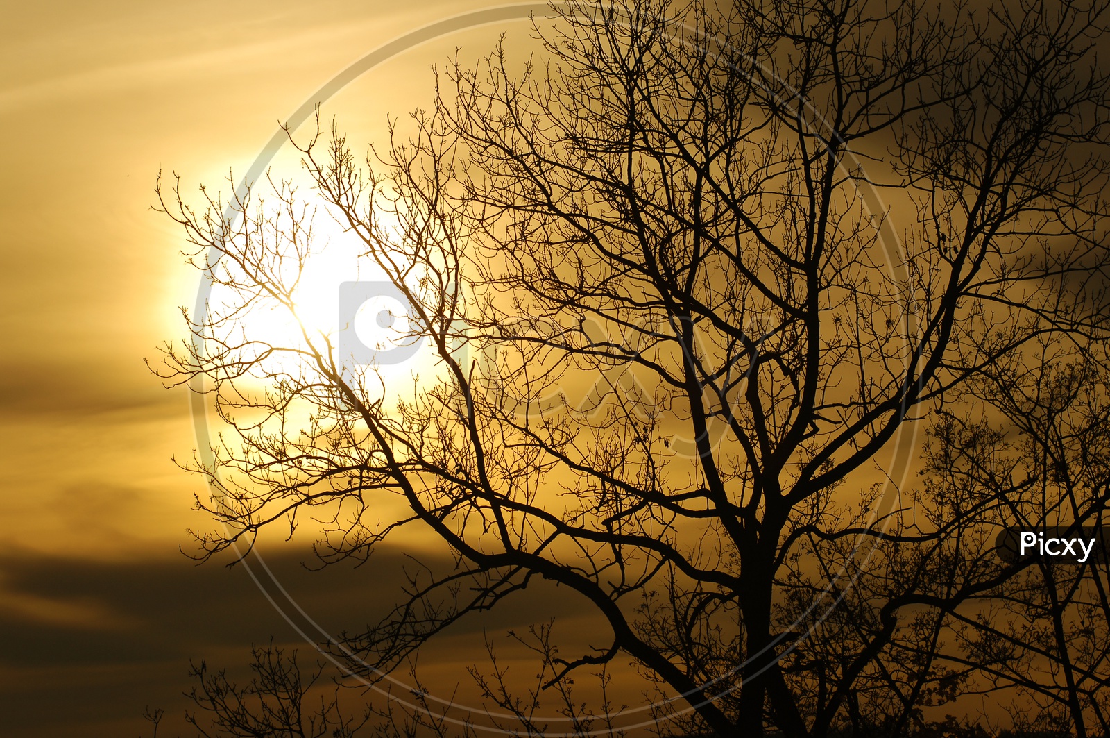 Image of Silhouette Of a Leaf Less Tree-YH179937-Picxy