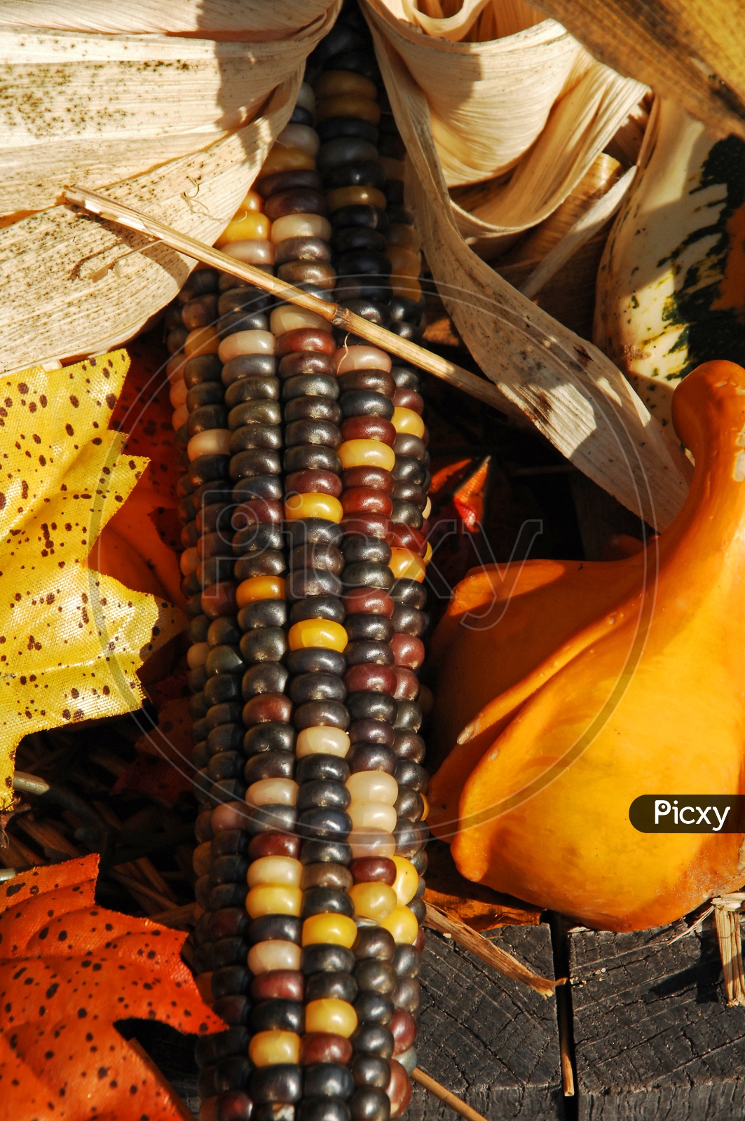 Image of Black corn-AJ064579-Picxy