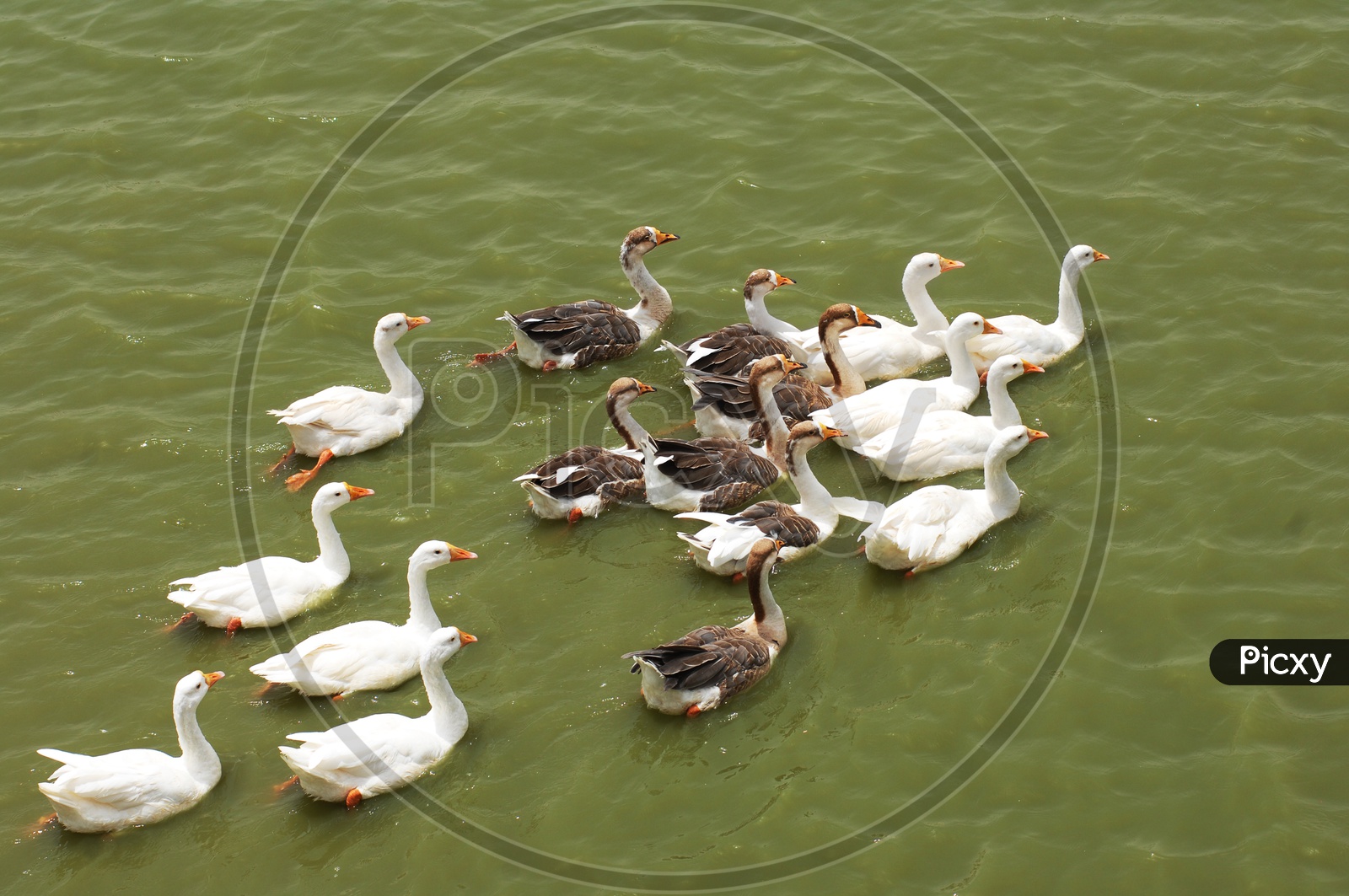 Image of A string Of Ducks Floating On Water-ZO102901-Picxy