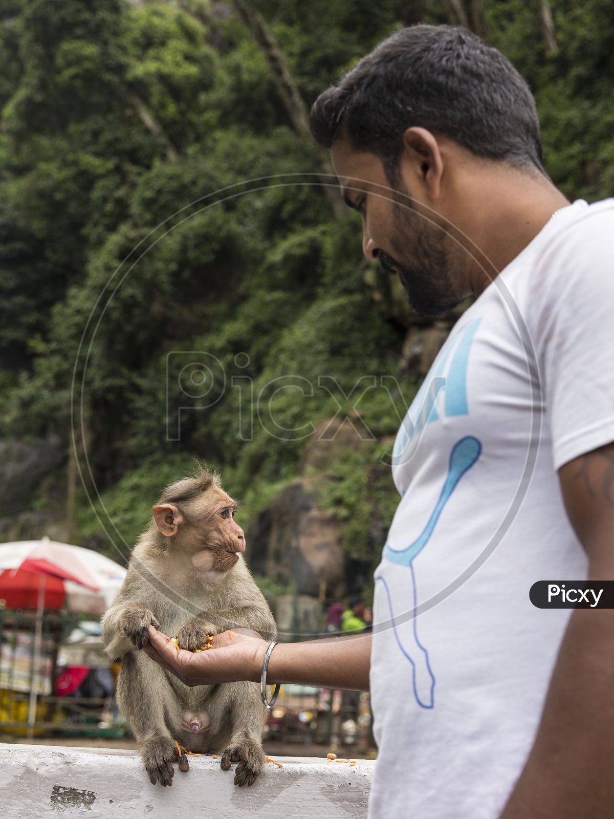 Image of A Young Monkey or Macaque Eating Food Offered By a Tourist or ...