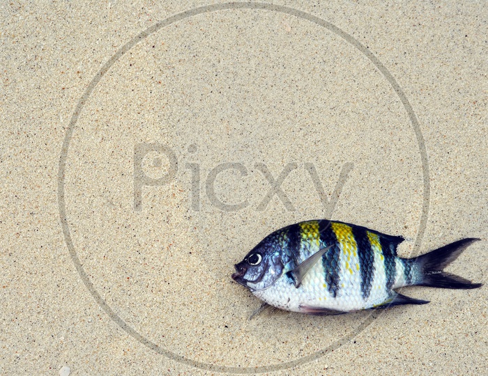 Image of A Fish On Beach Sand-SG562238-Picxy