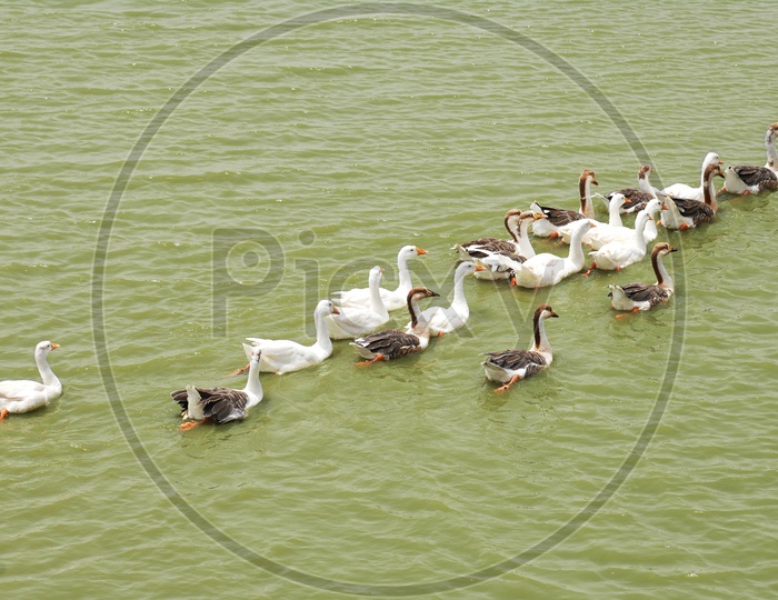 Image of A String Of Ducks Floating On Water Surface-ZH777637-Picxy