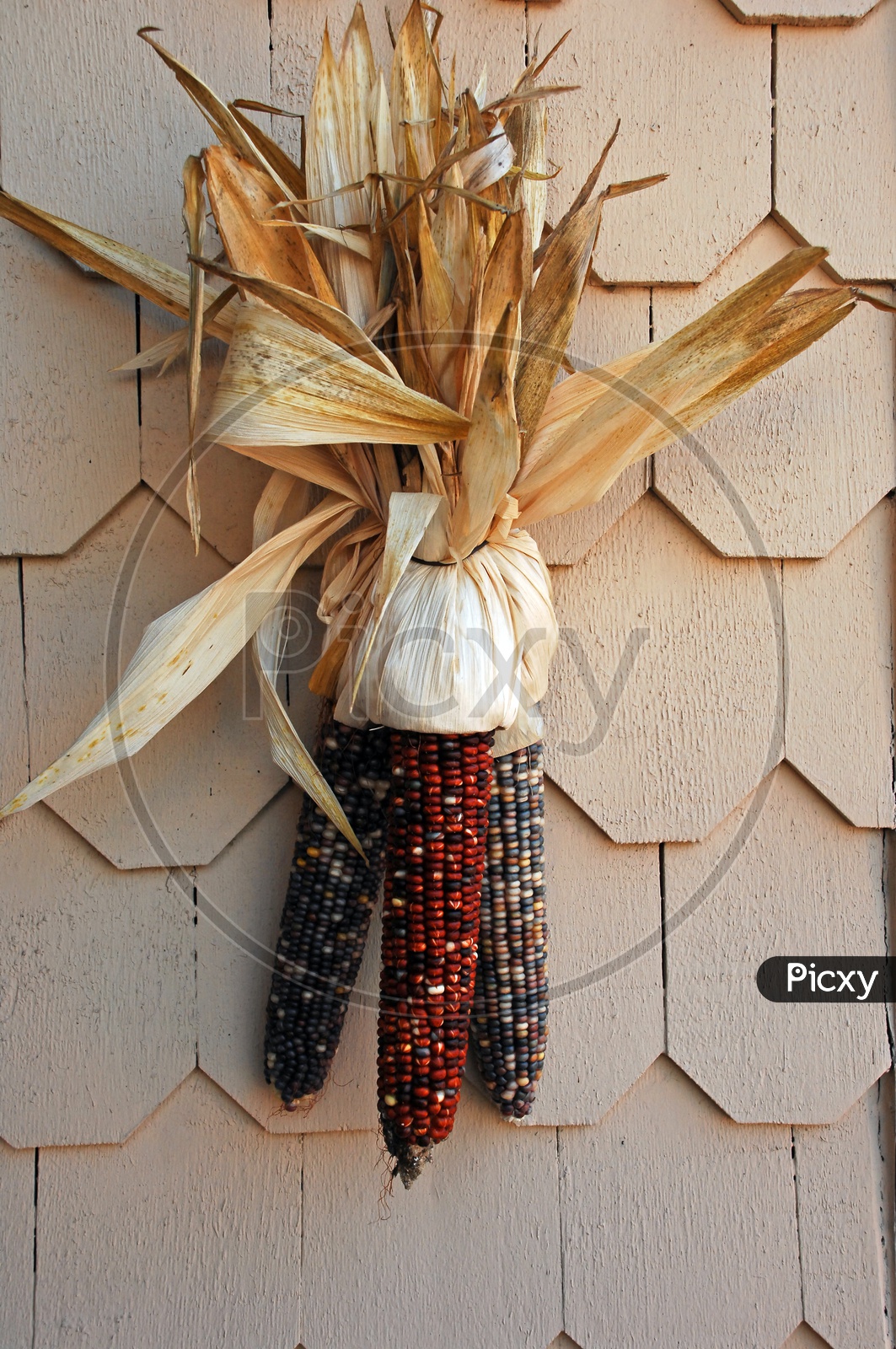 Image of Flint corn with multitude colours hanging onto a wall-QD058493 ...