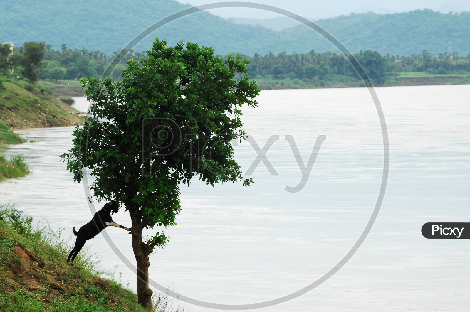 Image of A goat stretching its legs alongside the tree-OP004854-Picxy