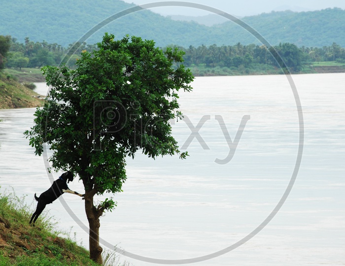 Image of A goat stretching its legs alongside the tree-OP004854-Picxy