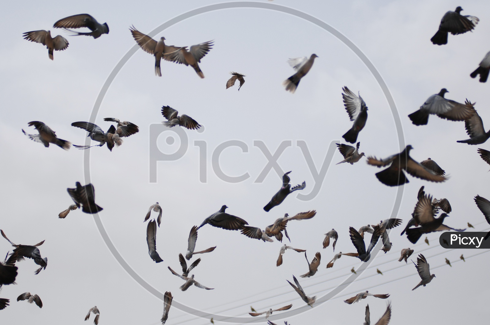 Image of Flock of pigeons in flight-YJ365677-Picxy