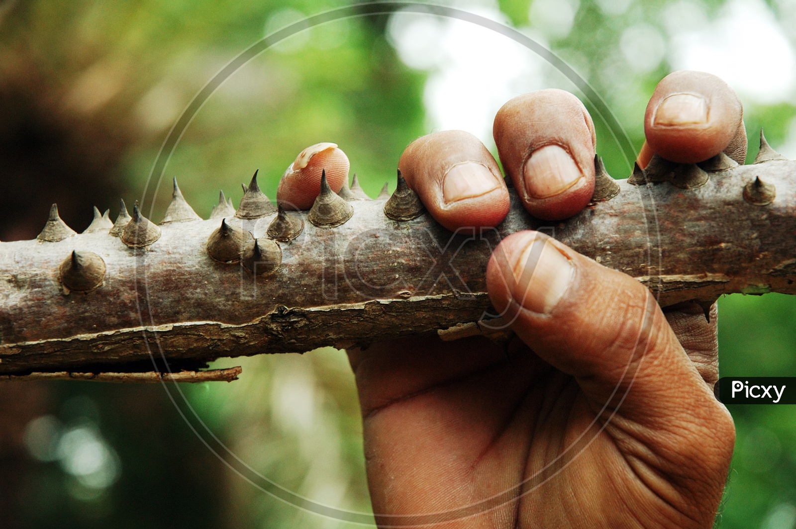 Image of Close up of hands holding thorns-FS825963-Picxy