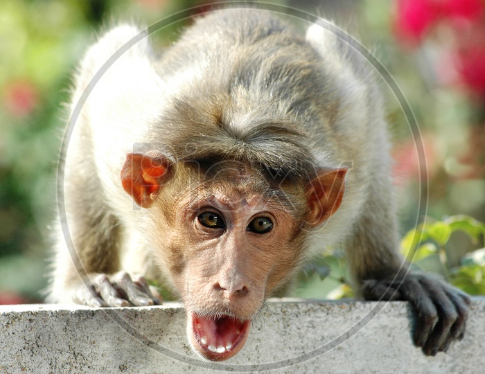 Image of Close up pf a monkey-NZ842151-Picxy