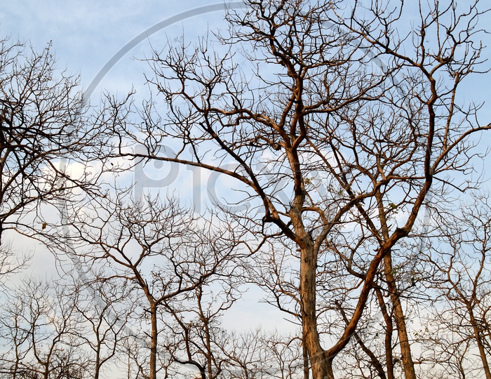 Image of Leaf Less Trees In Forests With Sky In Background-CV647395-Picxy
