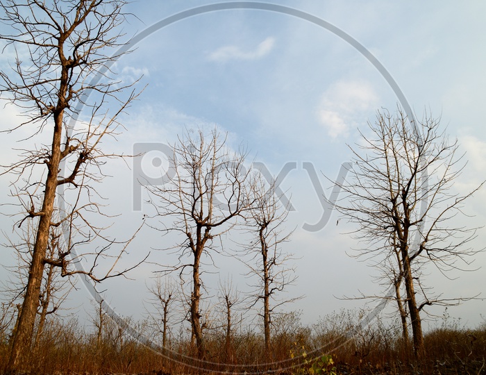 Image of Leaf Less Trees In Forests With Sky In Background-LN398896-Picxy