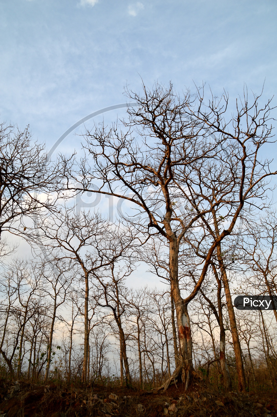 Image of Leaf Less Trees In Forests With Sky In Background-CV647395-Picxy