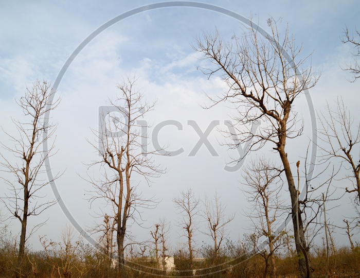 Image of Leaf Less Trees In Forests With Sky In Background-LN398896-Picxy