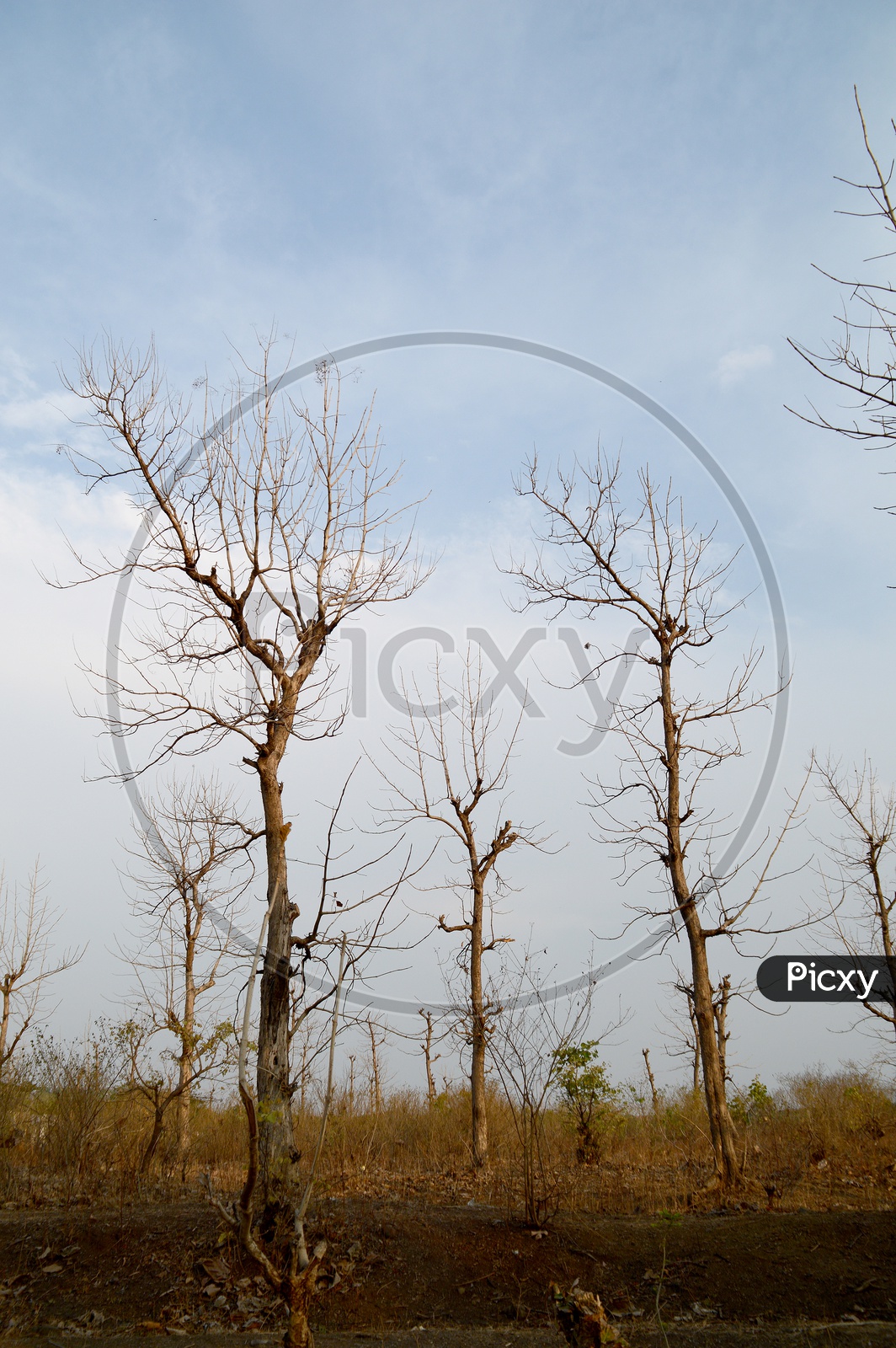 Image of Leaf Less Trees In Forests With Sky In Background-PJ151070-Picxy