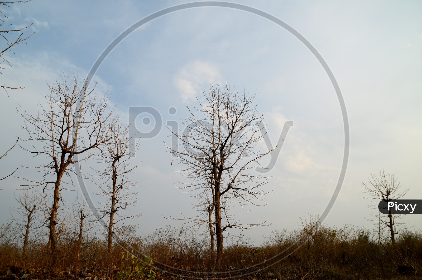 Image of Leaf Less Trees In Forests With Sky In Background-IU142453-Picxy