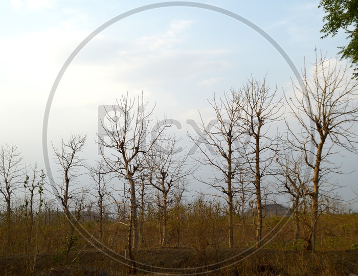 Image of Leaf Less Trees In Forests With Sky In Background-LN398896-Picxy