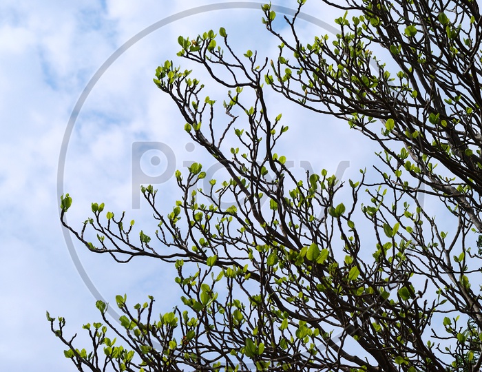 Image of Leaf Less Trees In Forests With Sky In Background-HS966712-Picxy