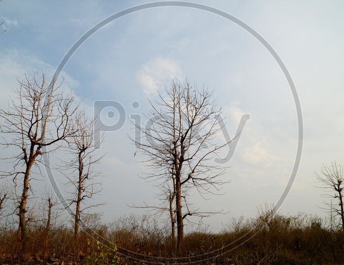 Image of Leaf Less Trees In Forests With Sky In Background-IU142453-Picxy