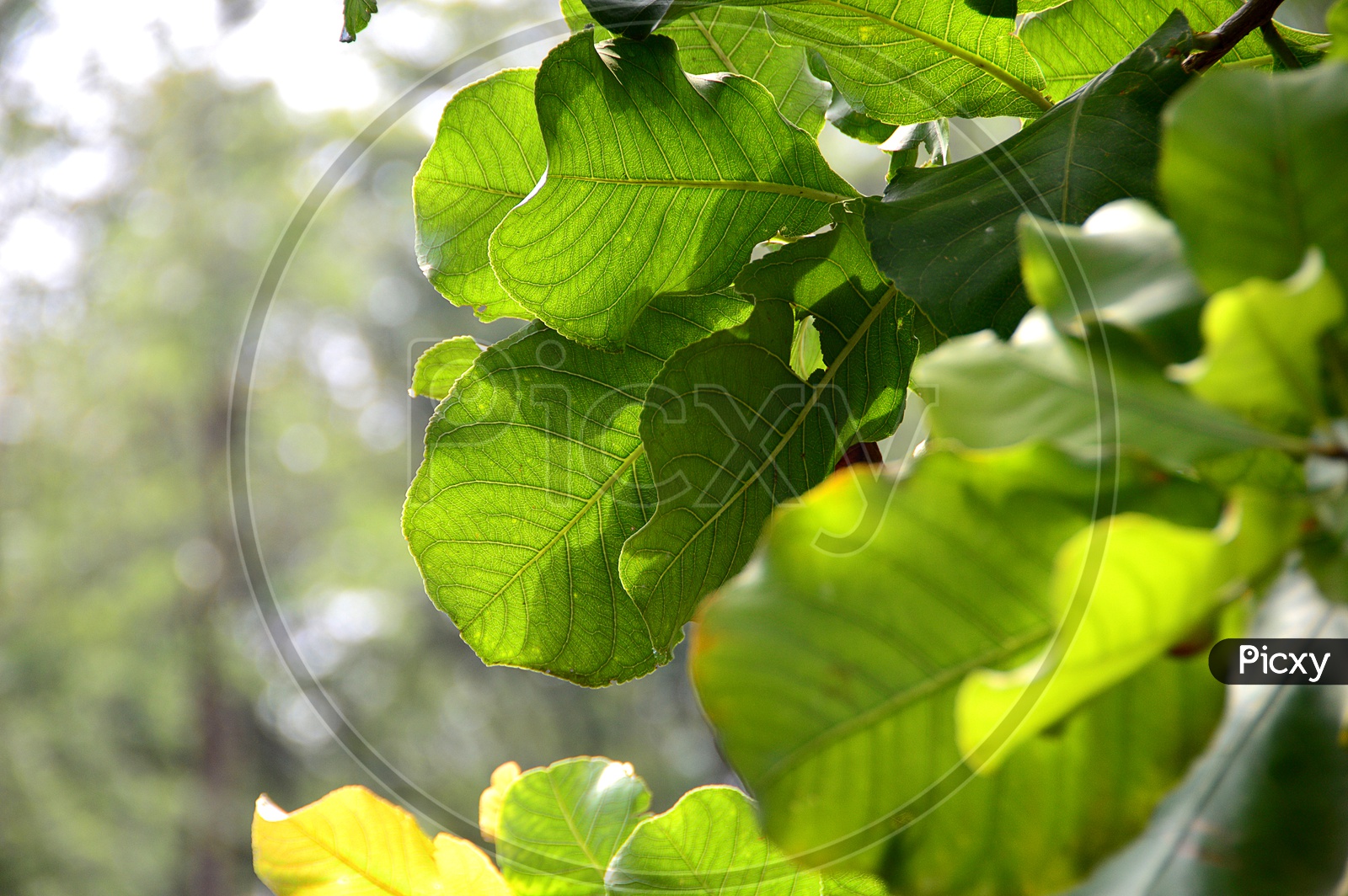 Bodock Tree Leaf