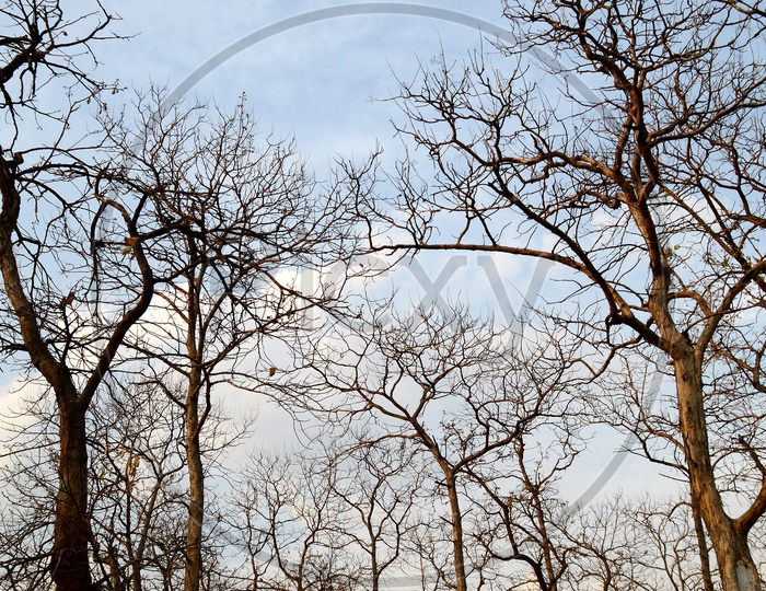 Image of Leaf Less Trees In Forests With Sky In Background-KR989176-Picxy