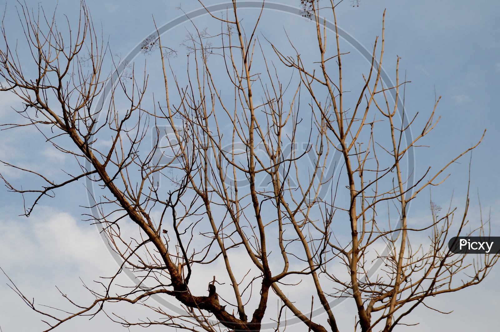 Image of Leaf Less Trees In Forests With Sky In Background-ME994878-Picxy