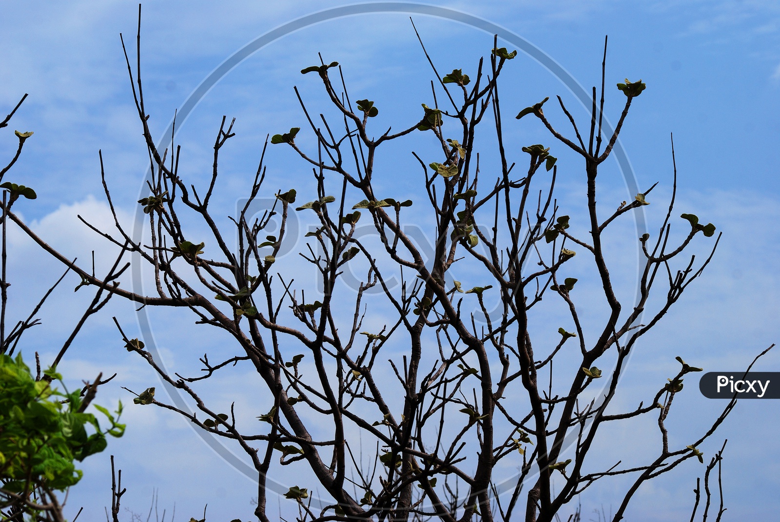 Image of Leaf Less Trees In Forests With Sky In Background-TX516784-Picxy