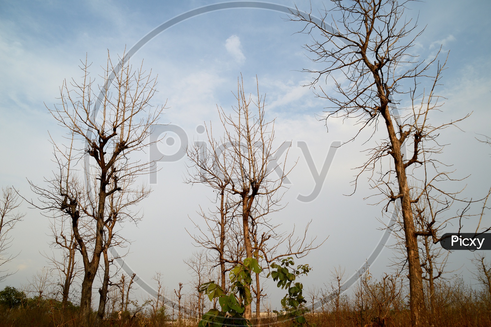 Image of Leaf Less Trees In Forests With Sky In Background-DX388215-Picxy