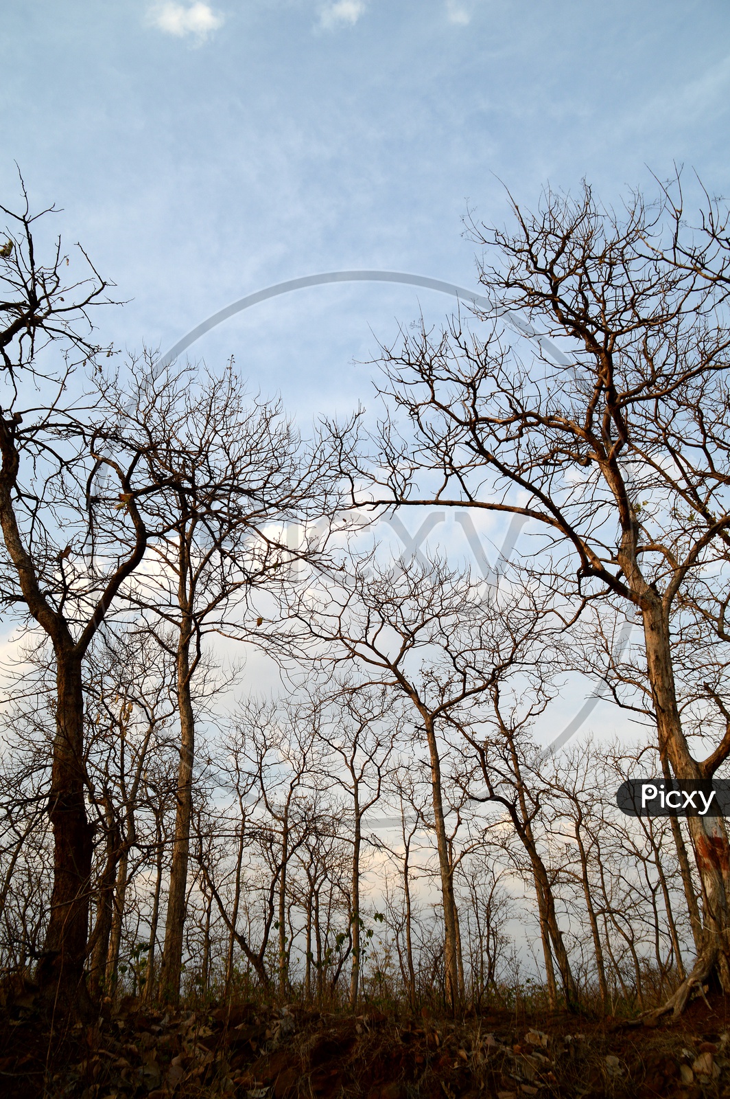 Image of Leaf Less Trees In Forests With Sky In Background-KR989176-Picxy