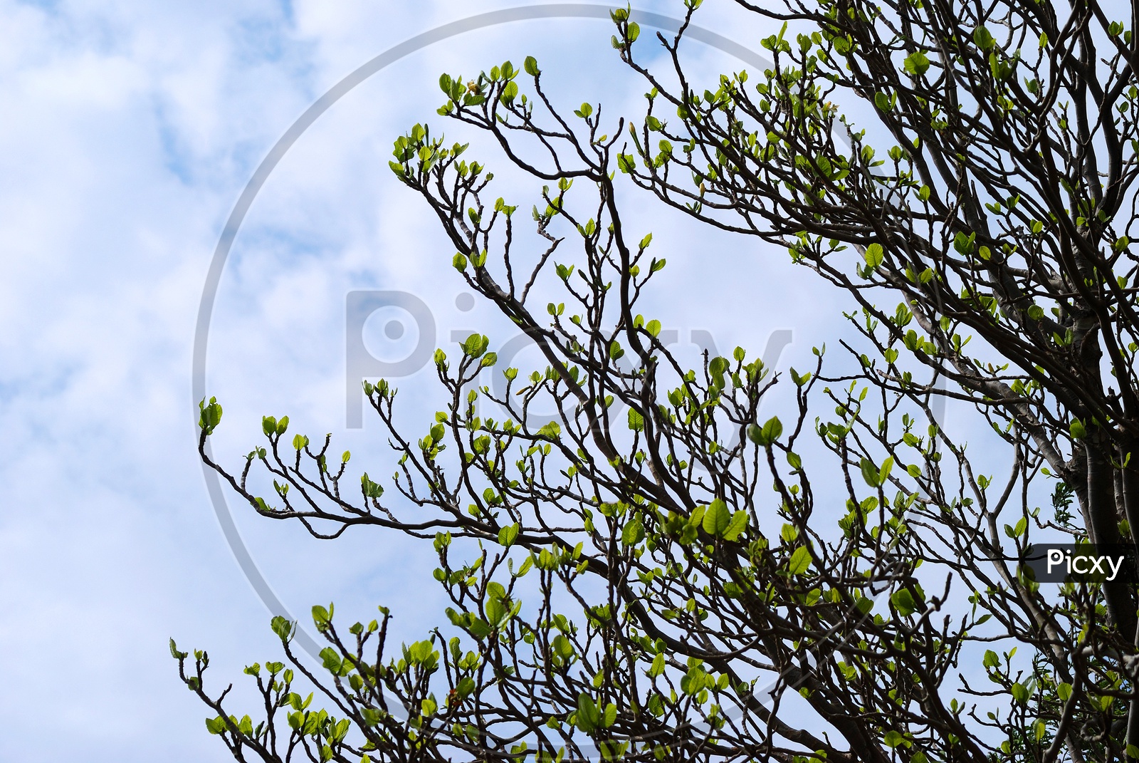 Image of Leaf Less Trees In Forests With Sky In Background-HS966712-Picxy