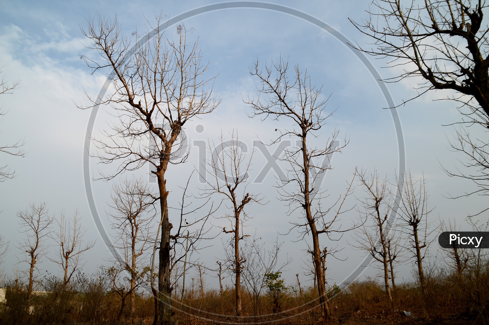 Image of Leaf Less Trees In Forests With Sky In Background-NT881092-Picxy