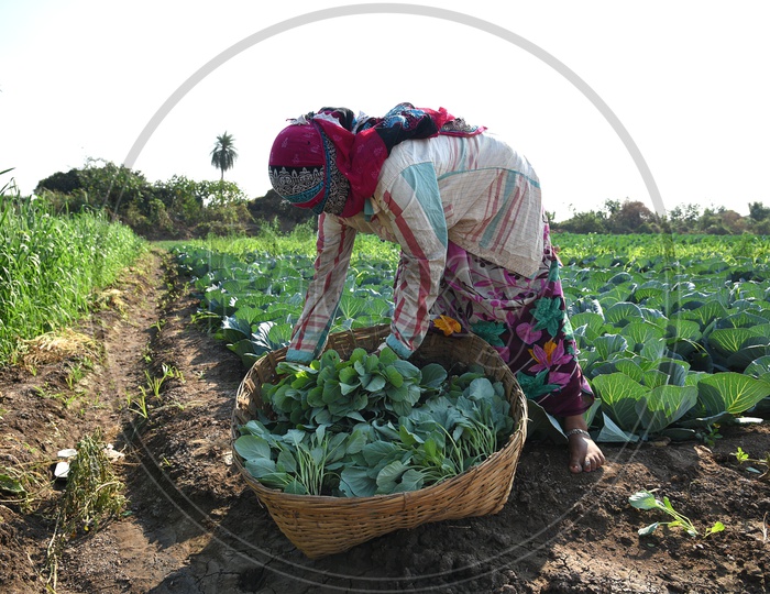Image of Indian Farm Workers Planting The Cabbage Plants in An ...