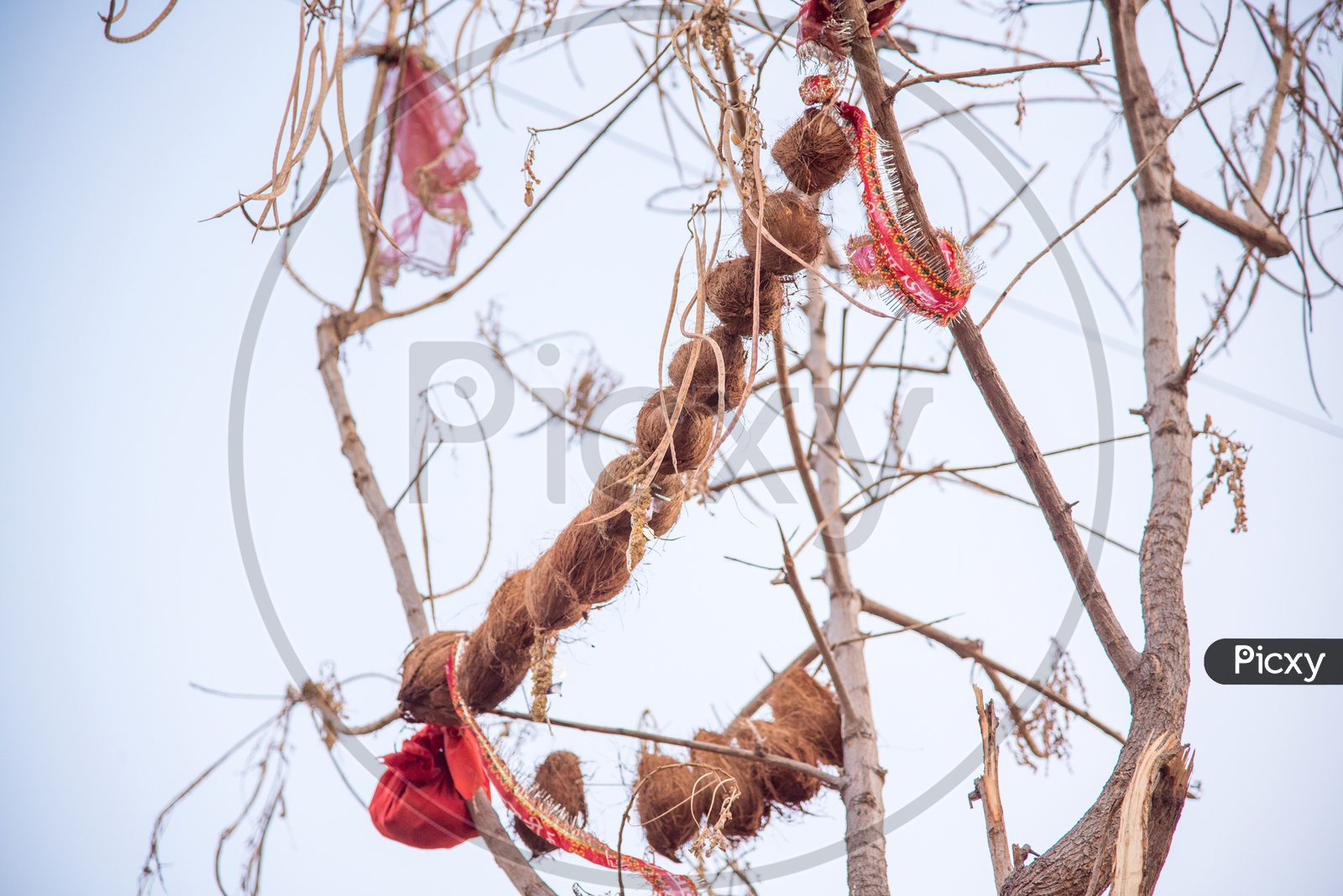 Image of Indian People Celebrating Holika Dahan a Worship By Firing ...