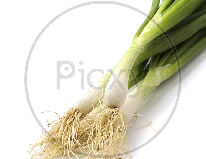 Image of Fresh Green Spring Onion With Roots On an Isolated White ...