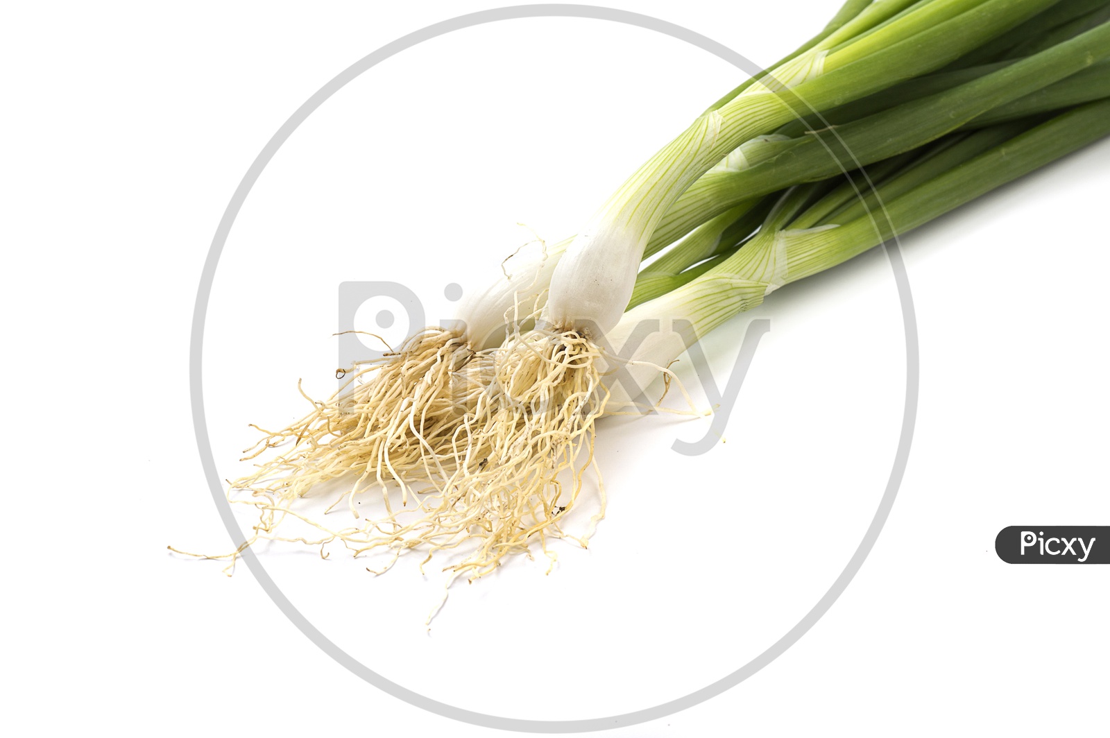 Image of Fresh Green Spring Onion With Roots On an Isolated White ...
