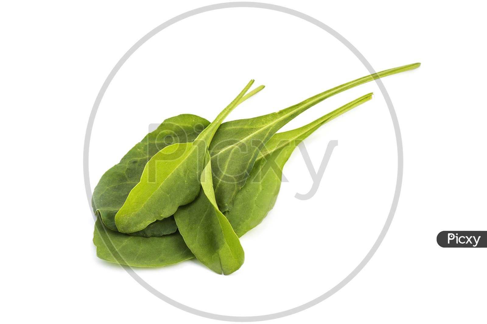 Single Spinach Leaf
