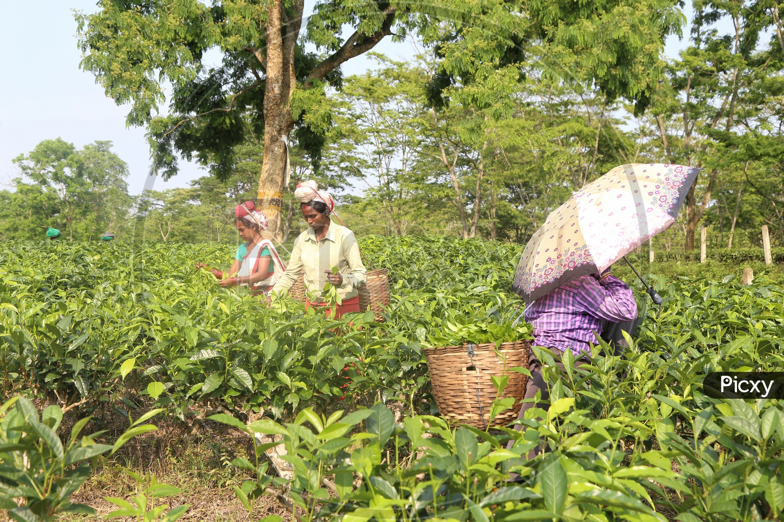 Image of Woman Workers Plucking The Fresh Green Tea Leafs From Tea Plants In a Plantation in ...