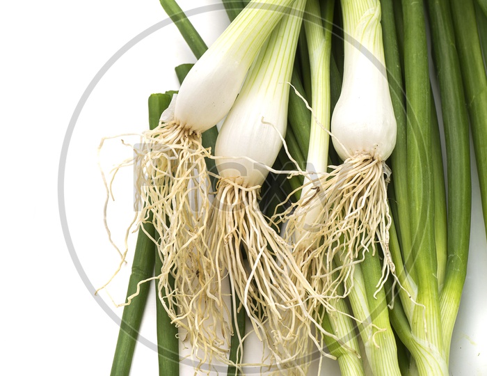 Image of Fresh Spring Onions With Roots Closeup-IK083093-Picxy