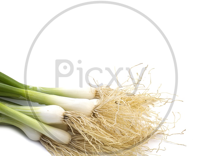 Image of Fresh Green Spring Onion With Roots On an Isolated White ...
