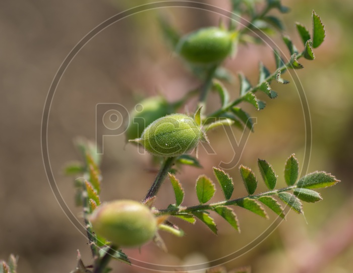 Image of Chickpeas Pods On Green Young Plants Growing In an ...