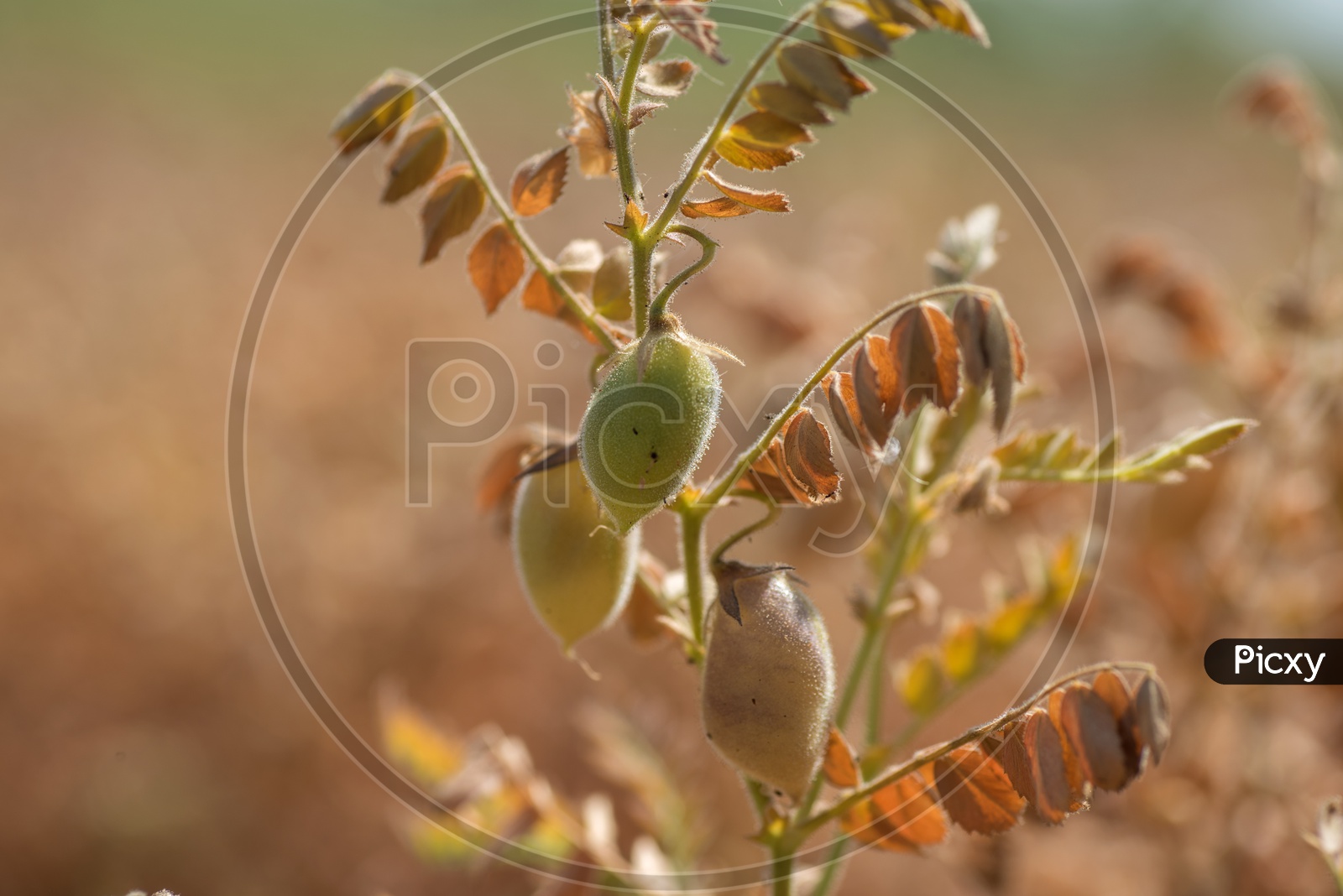 Image of Chickpeas Pods On Dried Plants Growing In an Agricultural Farm ...