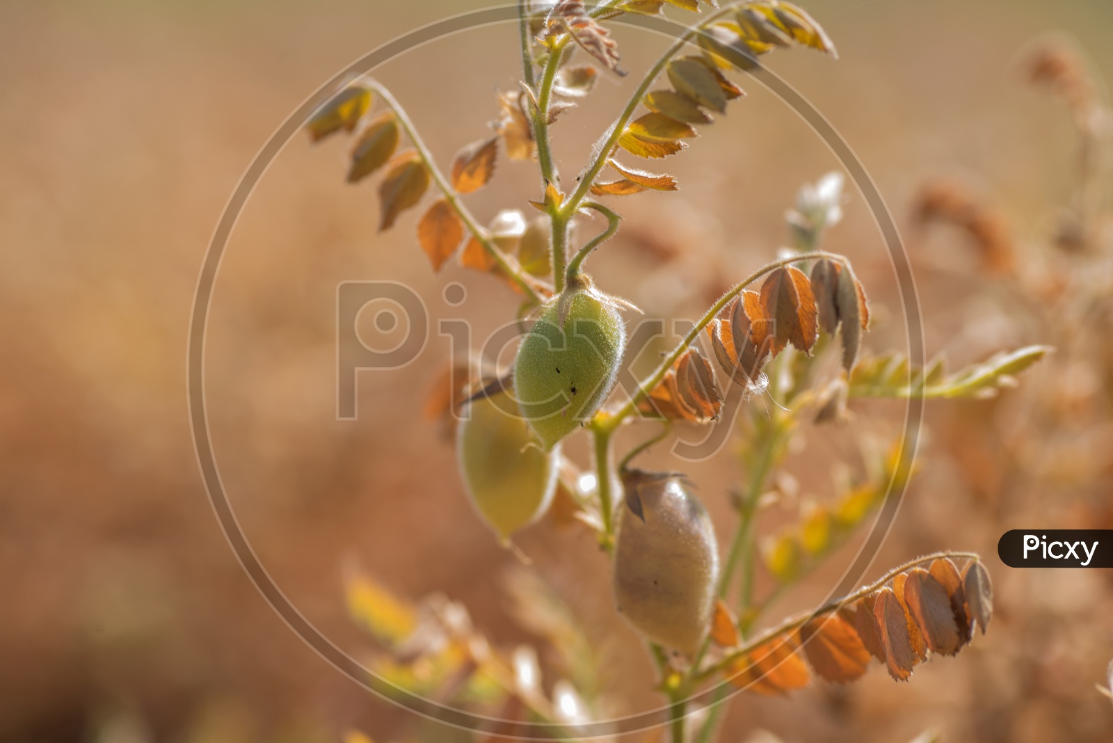 Image of Chickpeas Pods On Dried Plants Growing In an Agricultural Farm ...