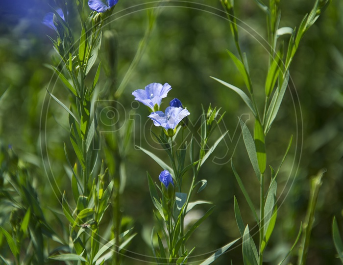 Image of Freshly Growing Green Flax Seeds Plants In an Agricultural ...
