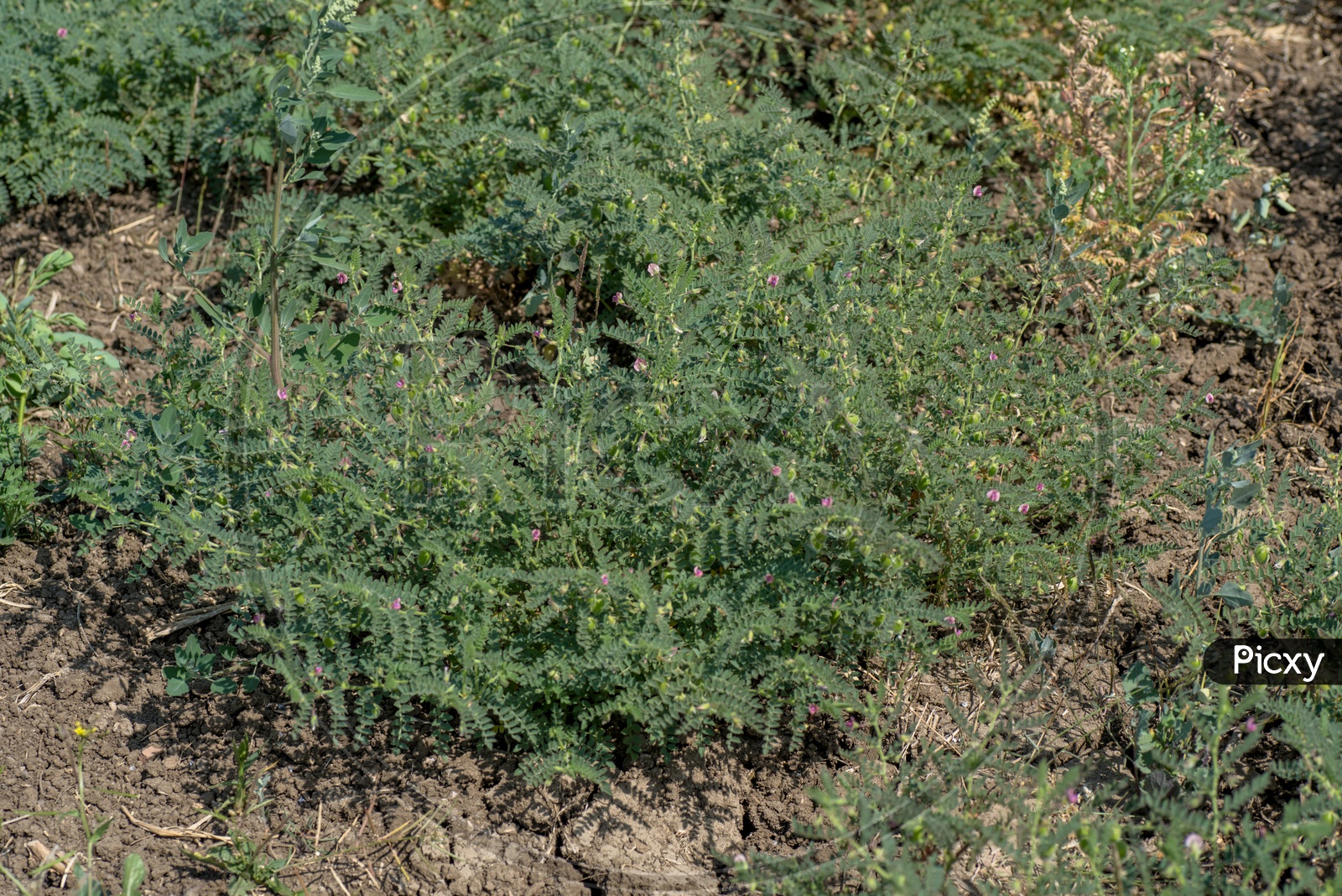 Image of Chickpeas Pods On Green Young Plants Growing In an ...